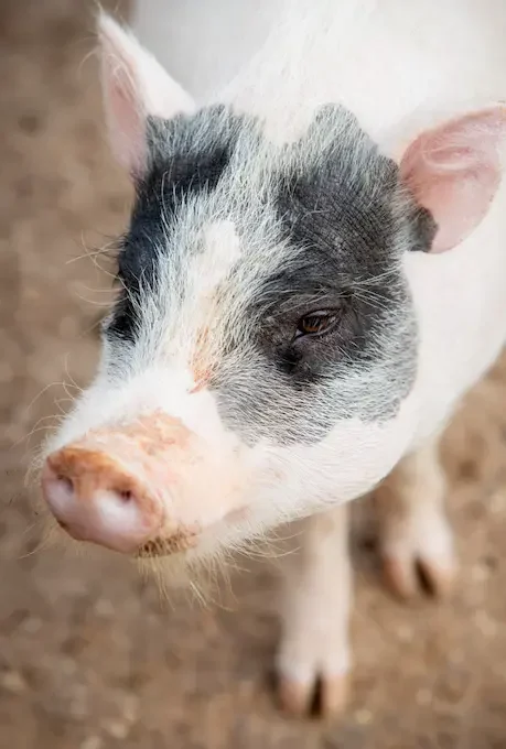 Pig Idioms: The Latest Article of our Animal Series with Adam